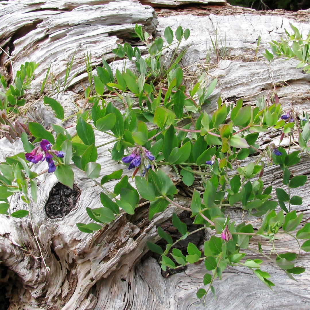 Quelle peut être la taille d' gesse maritime ? - PictureThis