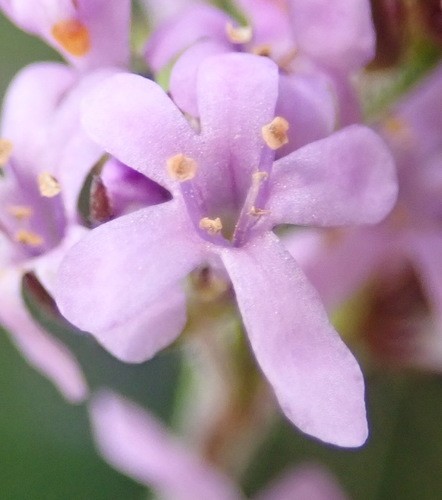 Selago - PictureThis