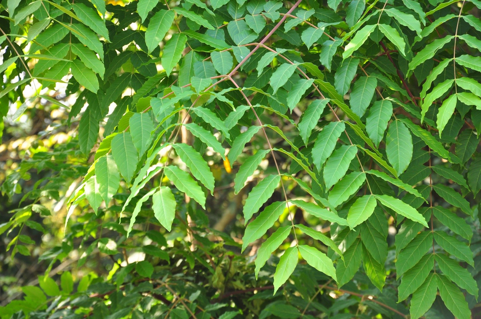 Cedro rosado (Acrocarpus fraxinifolius) - Picturethis