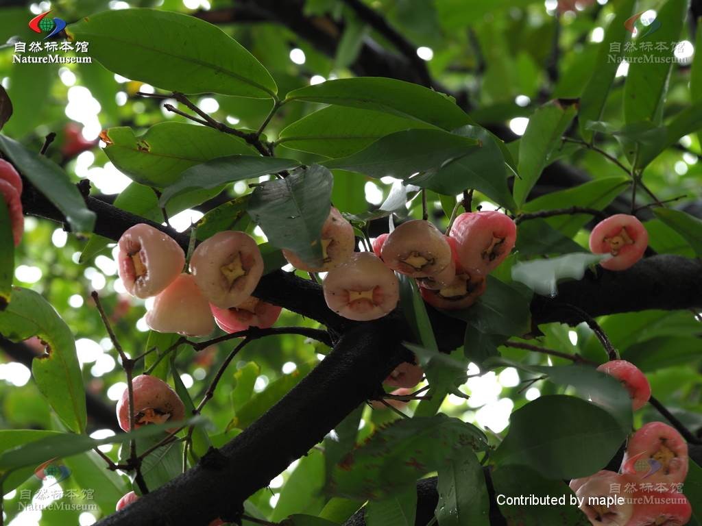 Water apple (Syzygium samarangense) Flower, Leaf, Uses - PictureThis