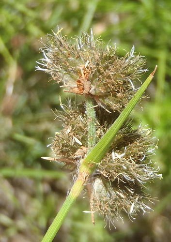 Fuirena (Fuirena) - PictureThis