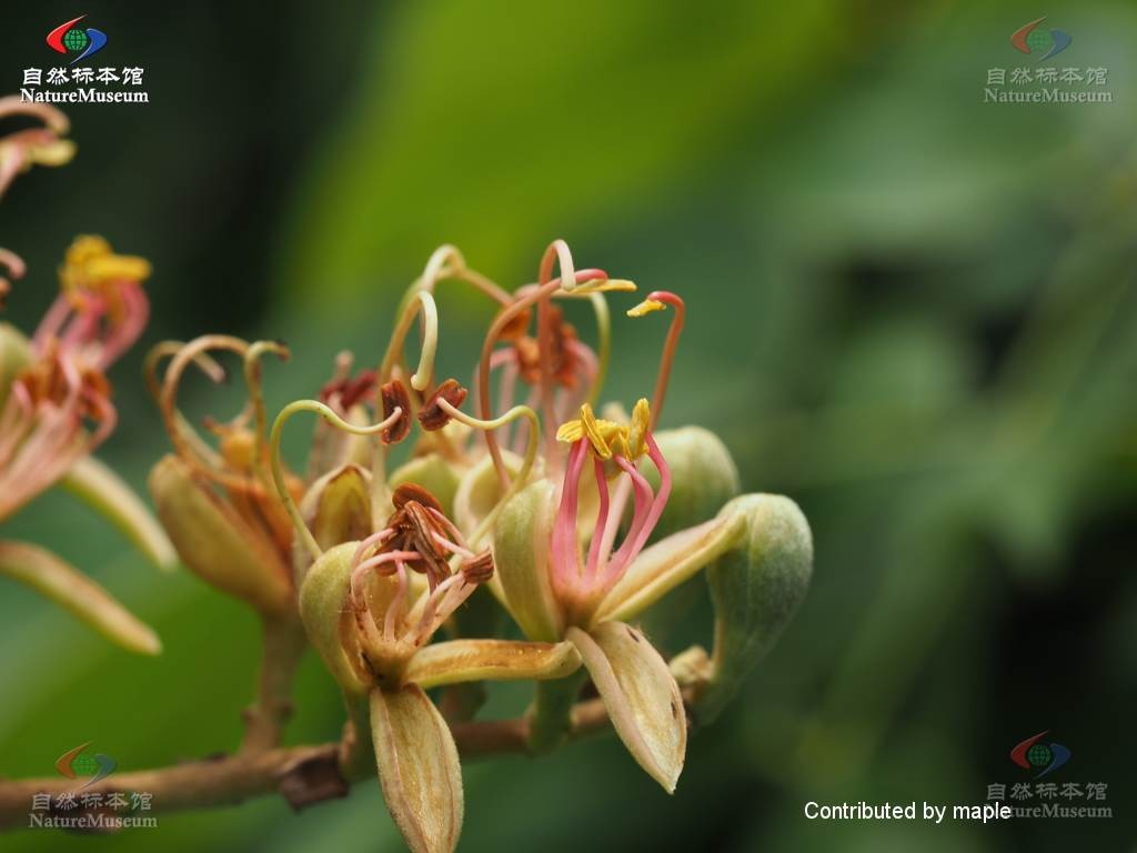 Sindora - PictureThis