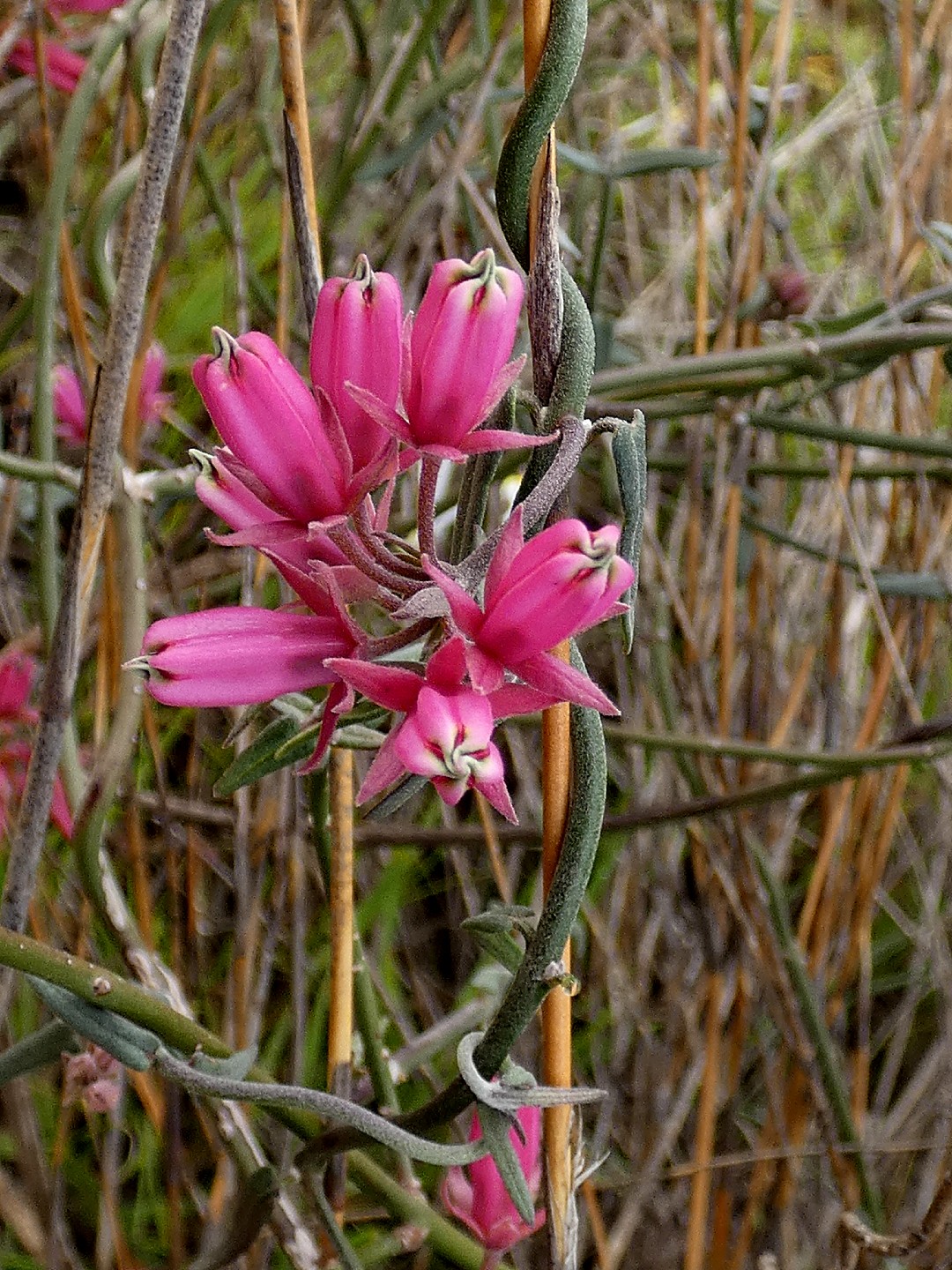 Microloma sagittatum - PictureThis