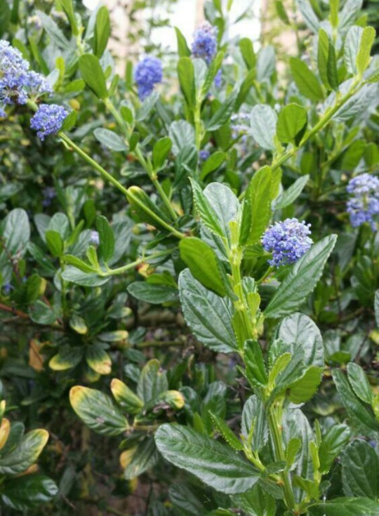 Ceanothus 'Delight' Flower, Leaf, Uses - PictureThis