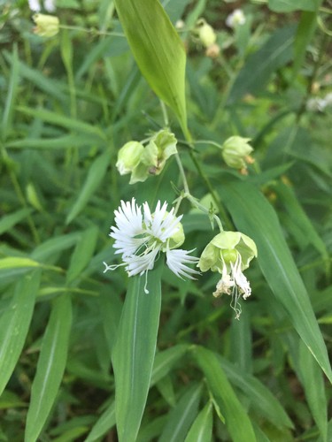 Silene stellata - PictureThis