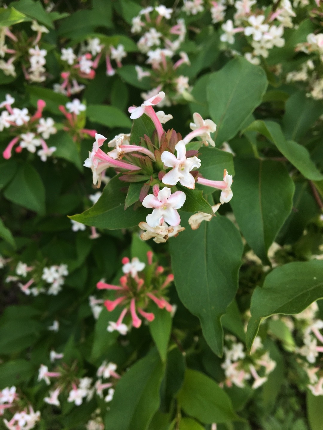 Zabelia tyaihyoni - PictureThis