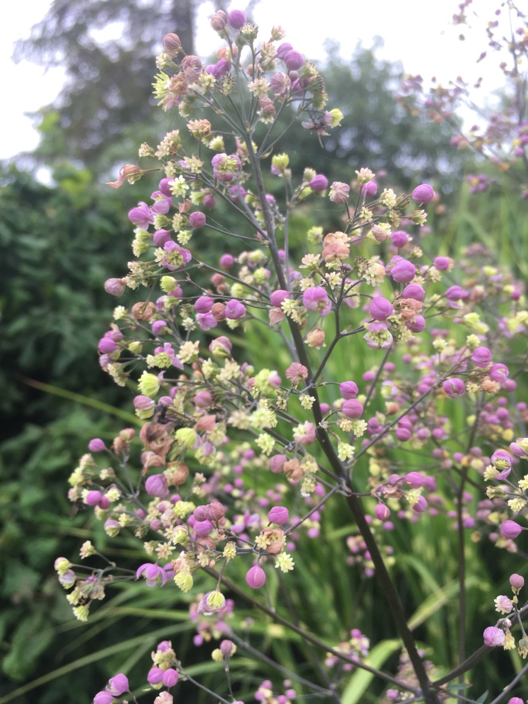 Thalictrum 'Elin' (Thalictrum 'Elin') - PictureThis