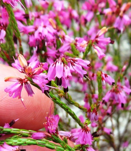 Erica equisetifolia - PictureThis