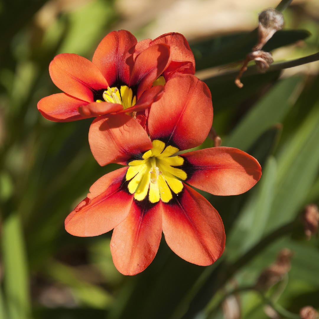 Sparaxis tricolor (Sparaxis tricolor) - PictureThis