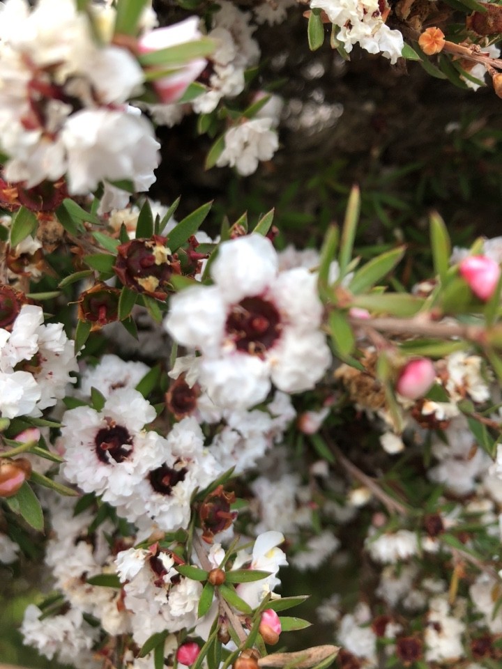 Leptospermum scoparium 'Snow White' - PictureThis