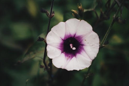 Ipomoea trifida Flower, Leaf, Uses - PictureThis