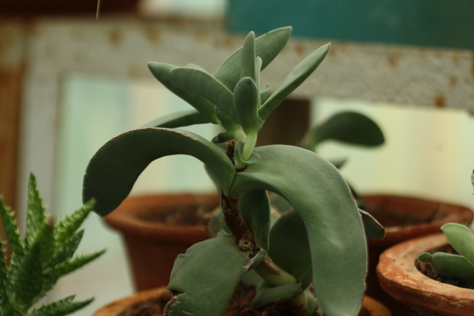 Crassula (Crassula) - PictureThis