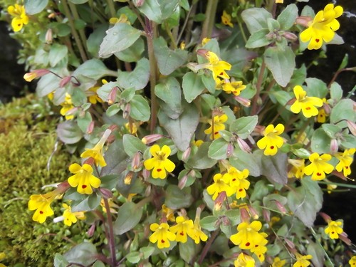 Wingstem monkeyflower (Erythranthe alsinoides) Flower, Leaf, Care, Uses ...