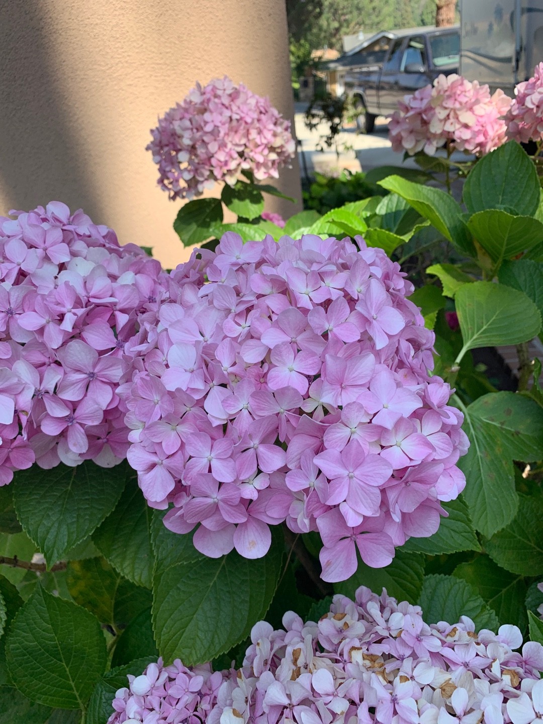 Hydrangea macrophylla 'Nigra' - PictureThis