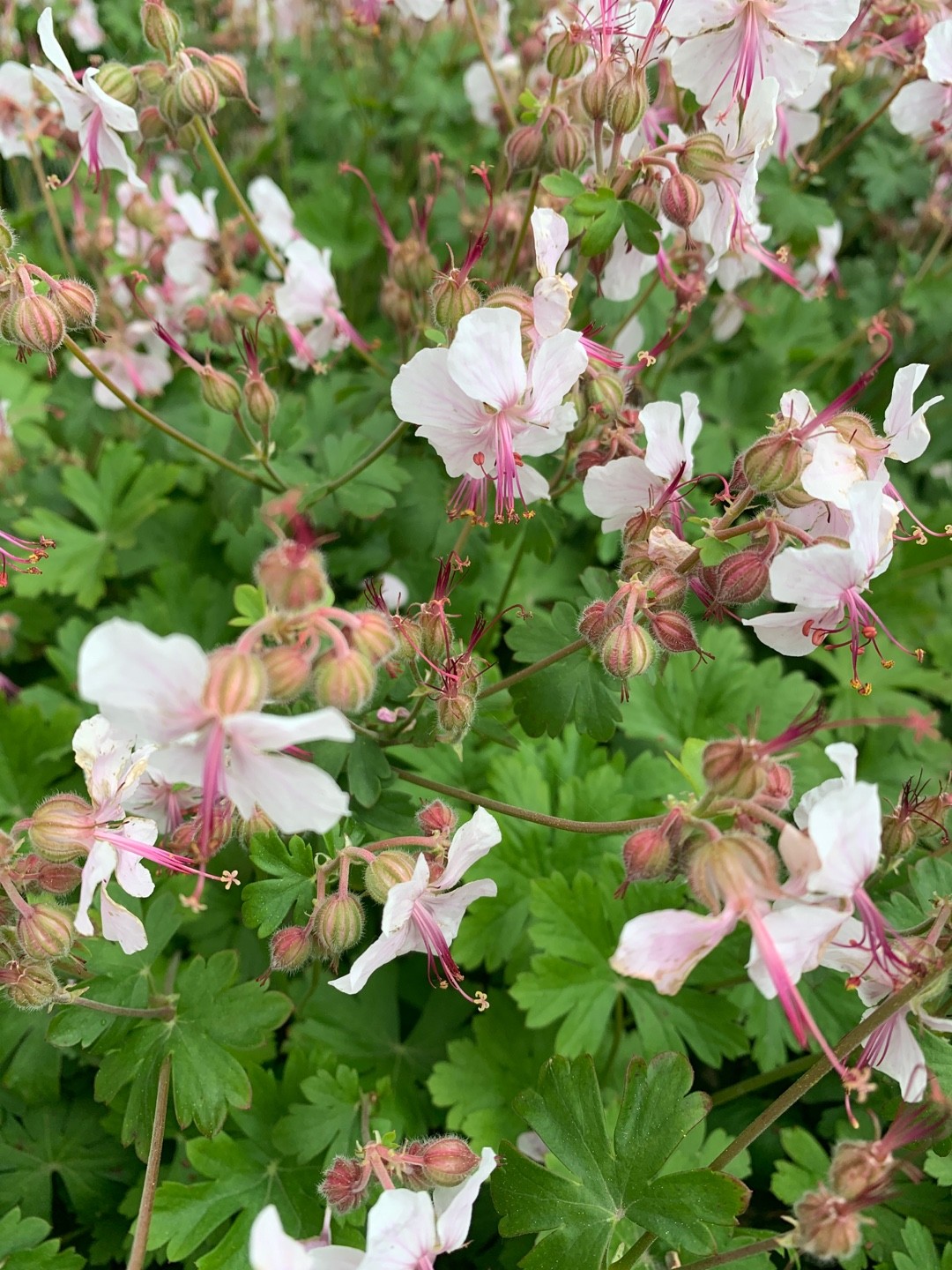 Geranium (Geranium) - PictureThis