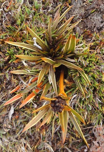 Aciphylla (Aciphylla) - PictureThis