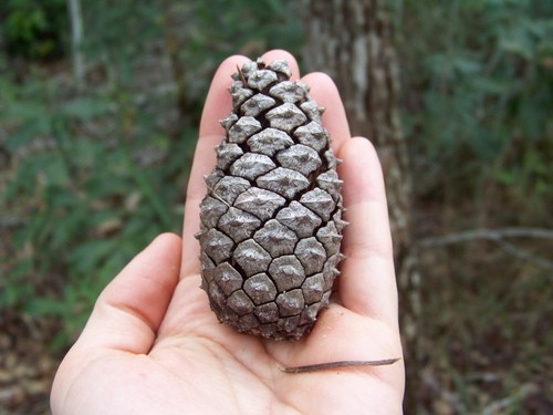 Pinus caribaea - PictureThis