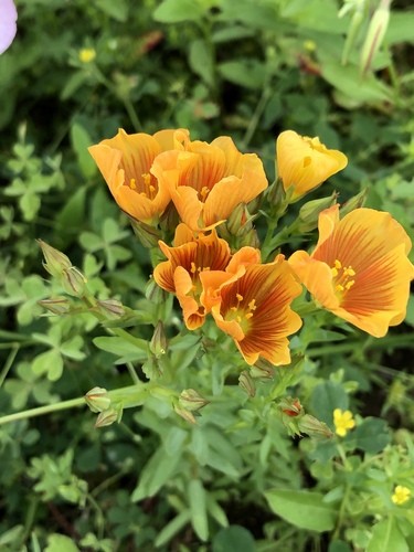 Linum rigidum - PictureThis