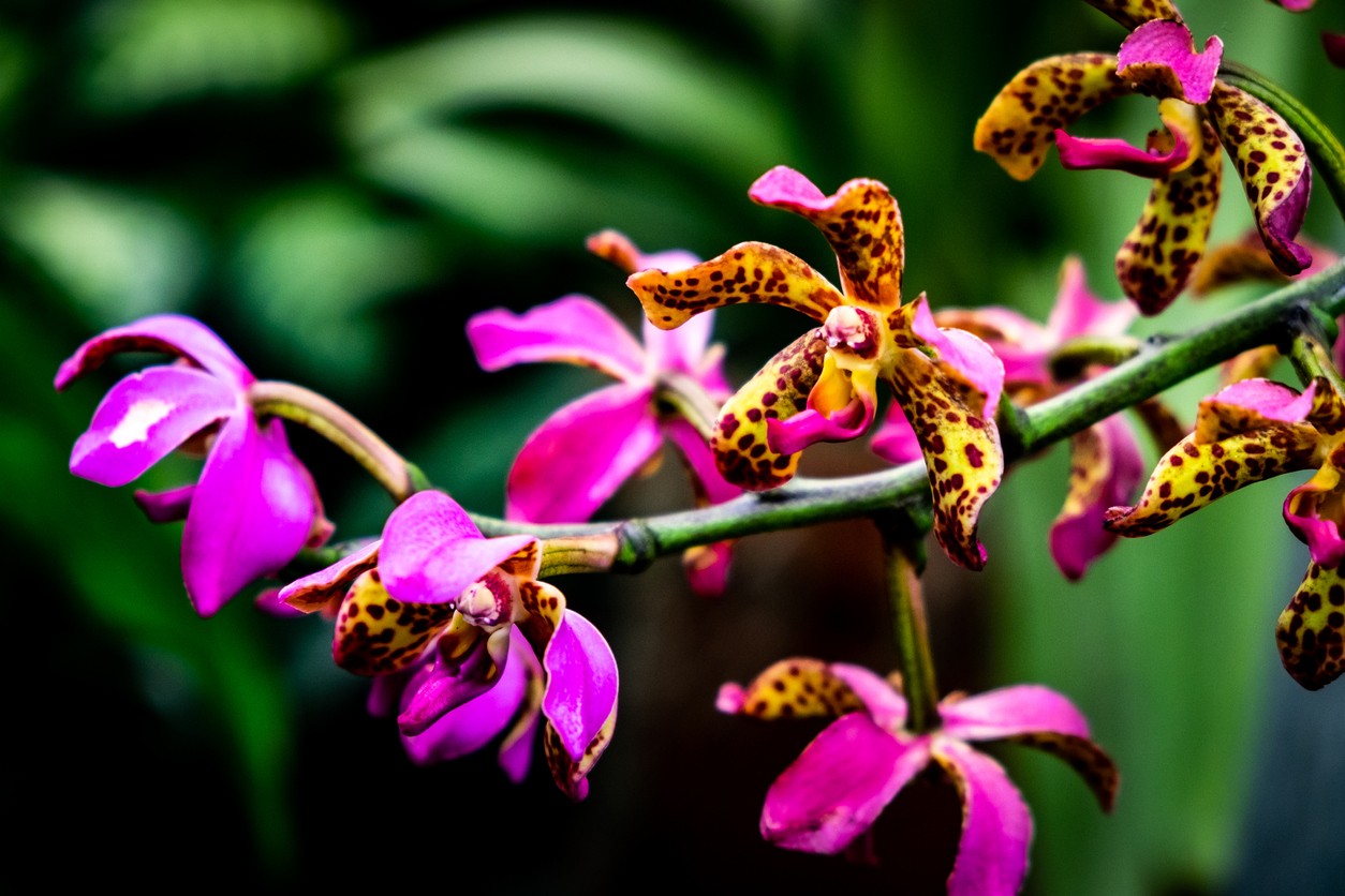Vanda concolor - PictureThis