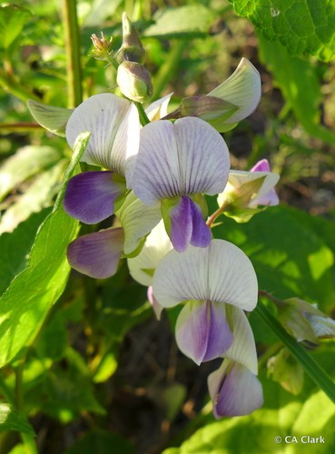 Crotalaria verrucosa - PictureThis
