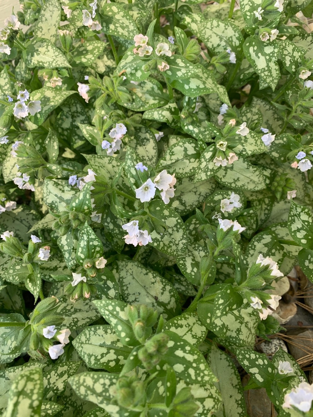 Pulmonaria saccharata 'Sissinghurst White' - PictureThis