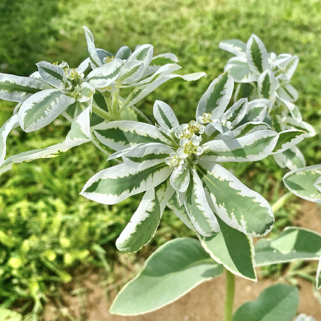 Snow On The Prairie Care (Watering, Fertilize, Pruning, Propagation ...