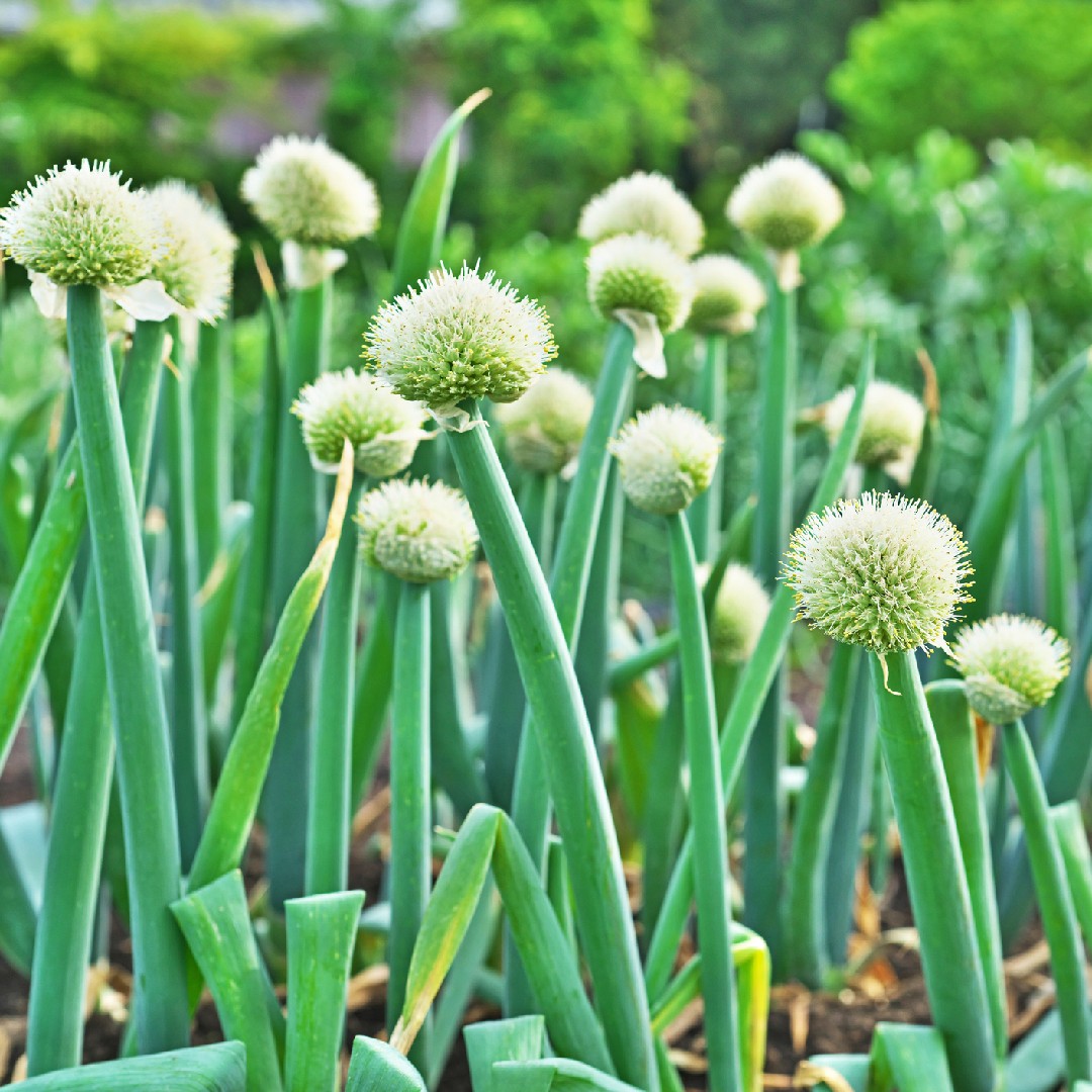 Allium Fistulosum