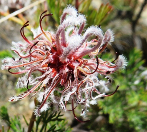 Serruria pedunculata - PictureThis