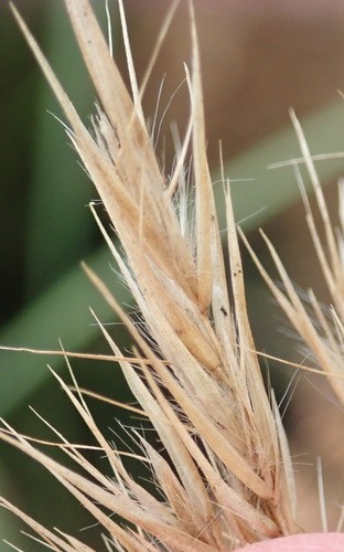 Capeochloa cincta - PictureThis