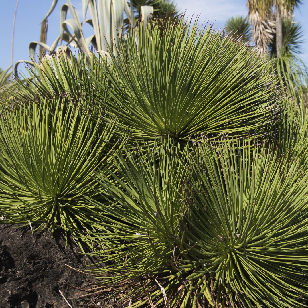Agave stricta - PictureThis