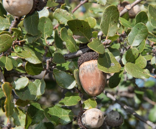 Quercus berberidifolia - PictureThis