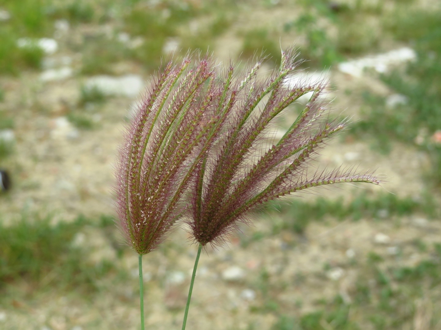 O chloris barbata é perene ou anual? - PictureThis