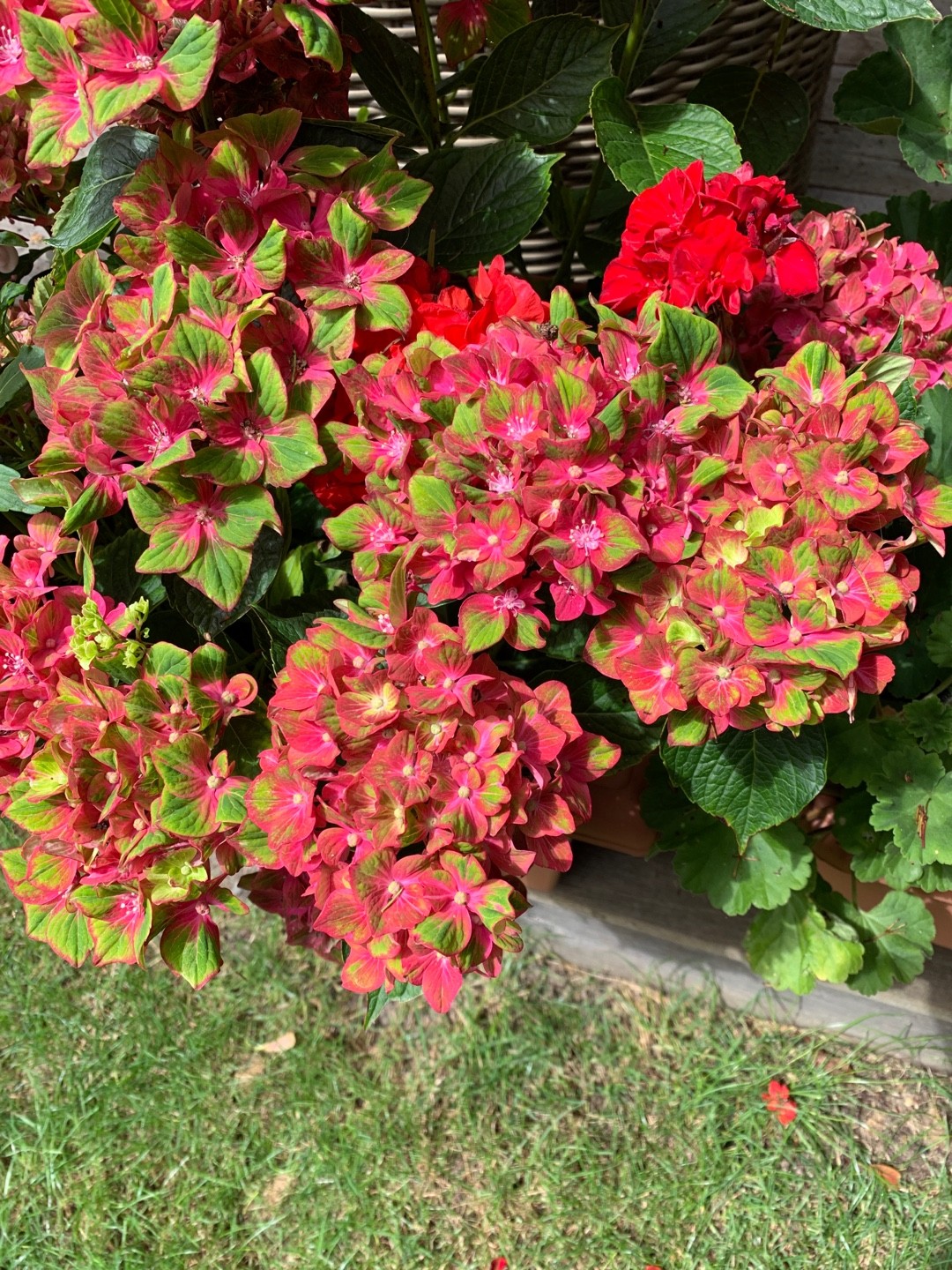 Hydrangea macrophylla 'Ruby Tuesday' - PictureThis