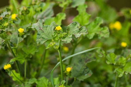 Malva del paiz (Malachra capitata) - PictureThis