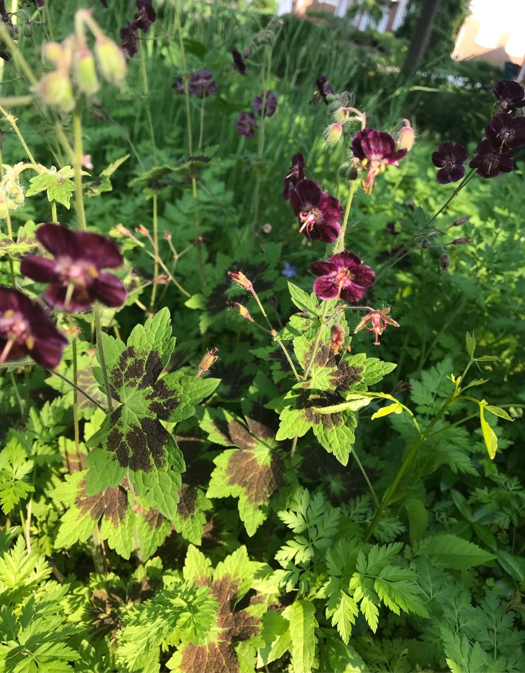Geranium phaeum var. phaeum 'Samobor' Care (Watering, Fertilize ...