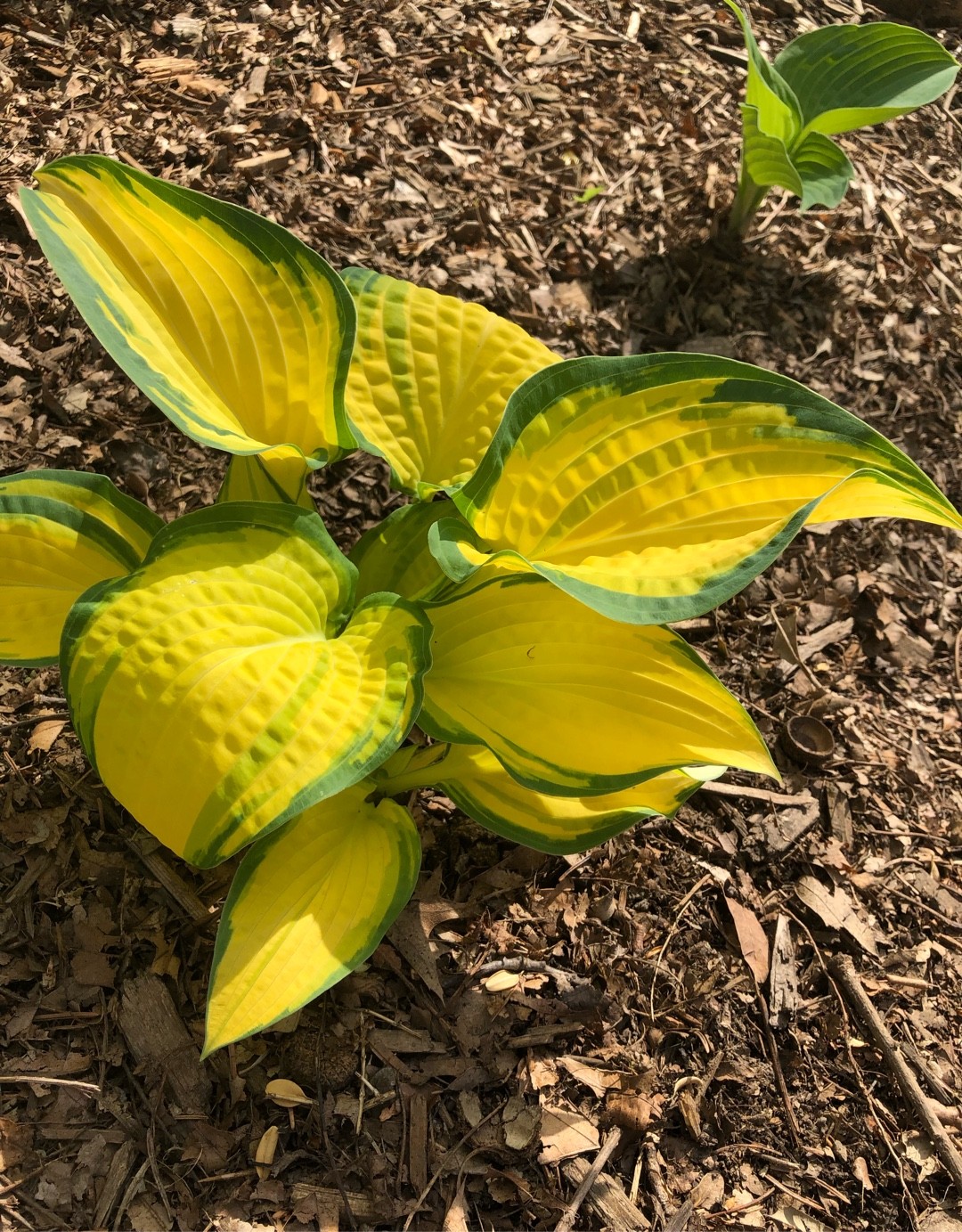 Hosta 'Orange Marmalade' - PictureThis