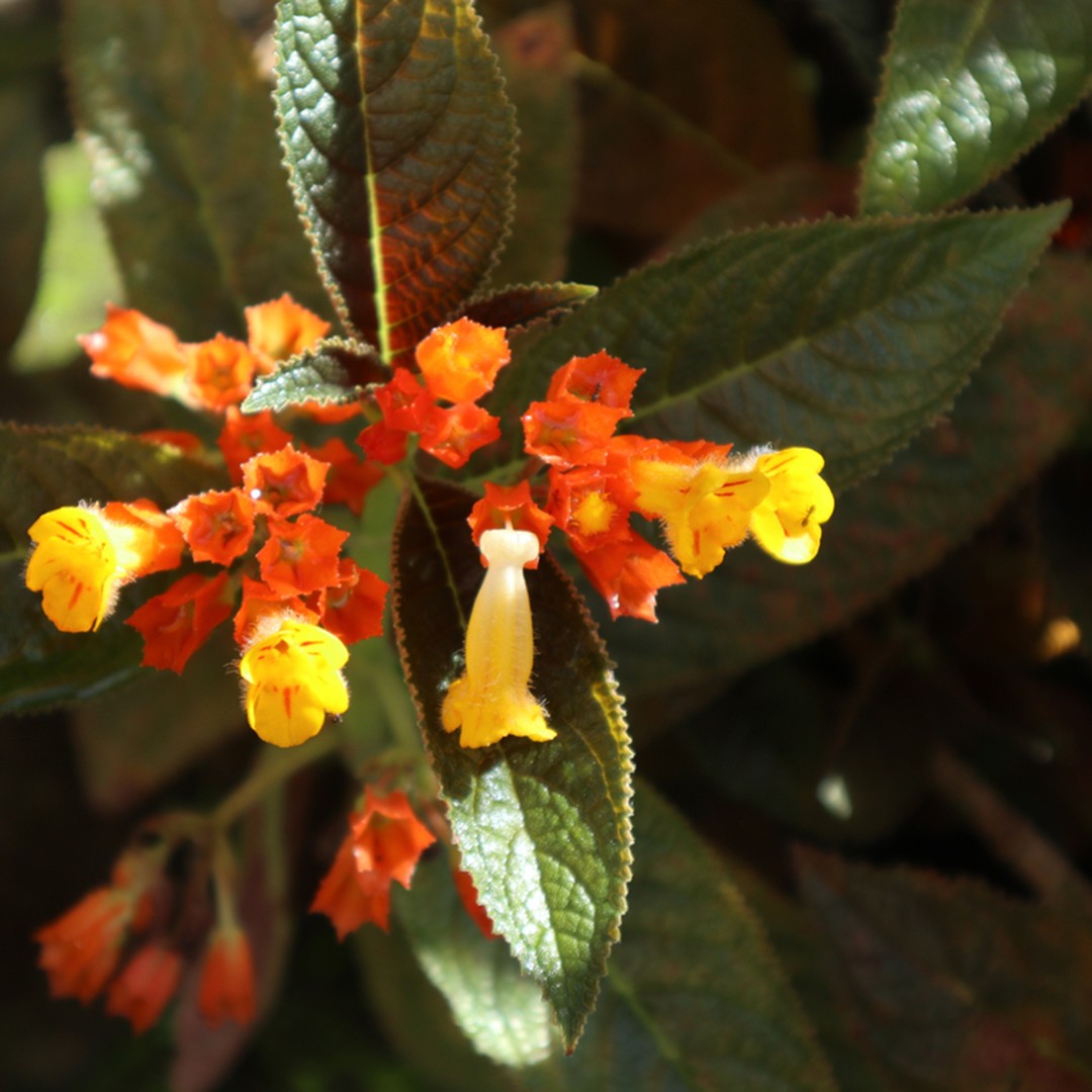 Chrysothemis pulchella - PictureThis