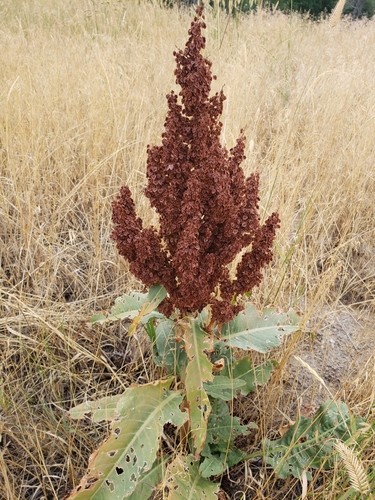 Rumex patientia 花言葉，学名，よくある質問 - PictureThis