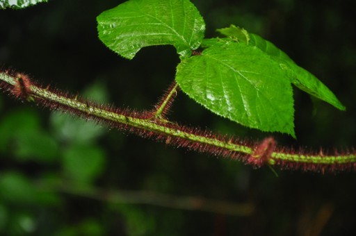 Rubus (Rubus) - PictureThis