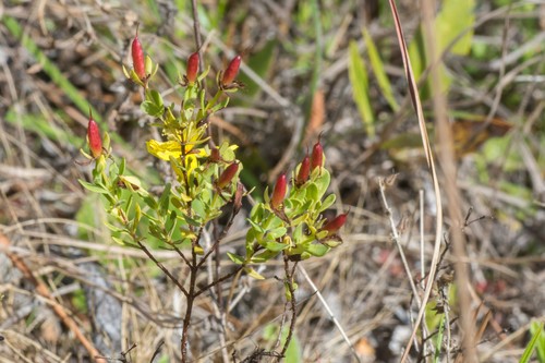 Hypericum microsepalum - PictureThis