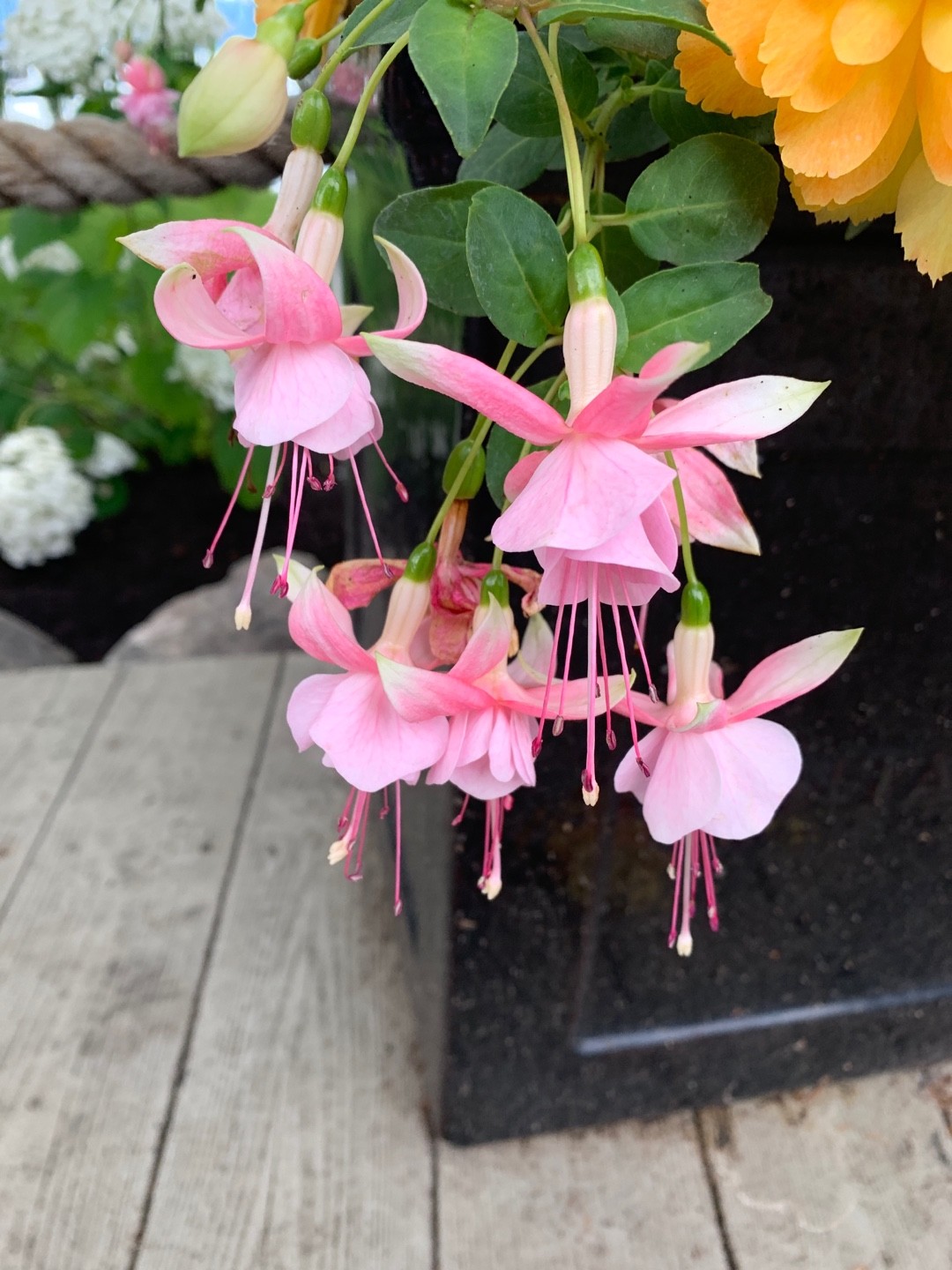 Fuchsia 'Claudia' - PictureThis