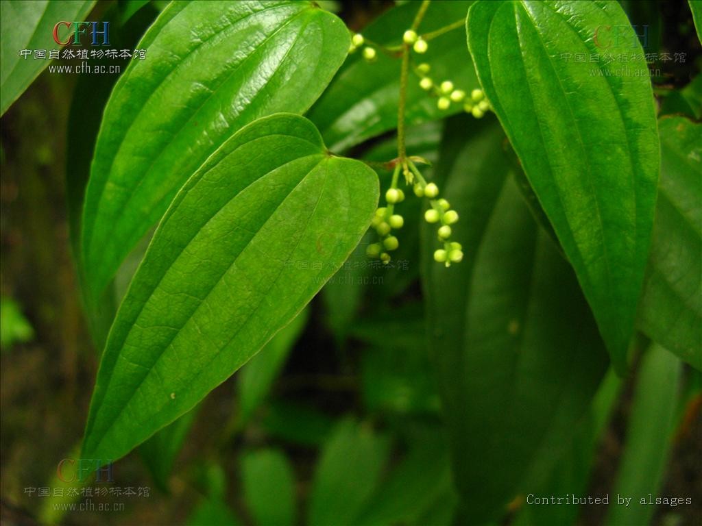 Dioscorea cirrhosa Flower, Leaf, Uses - PictureThis