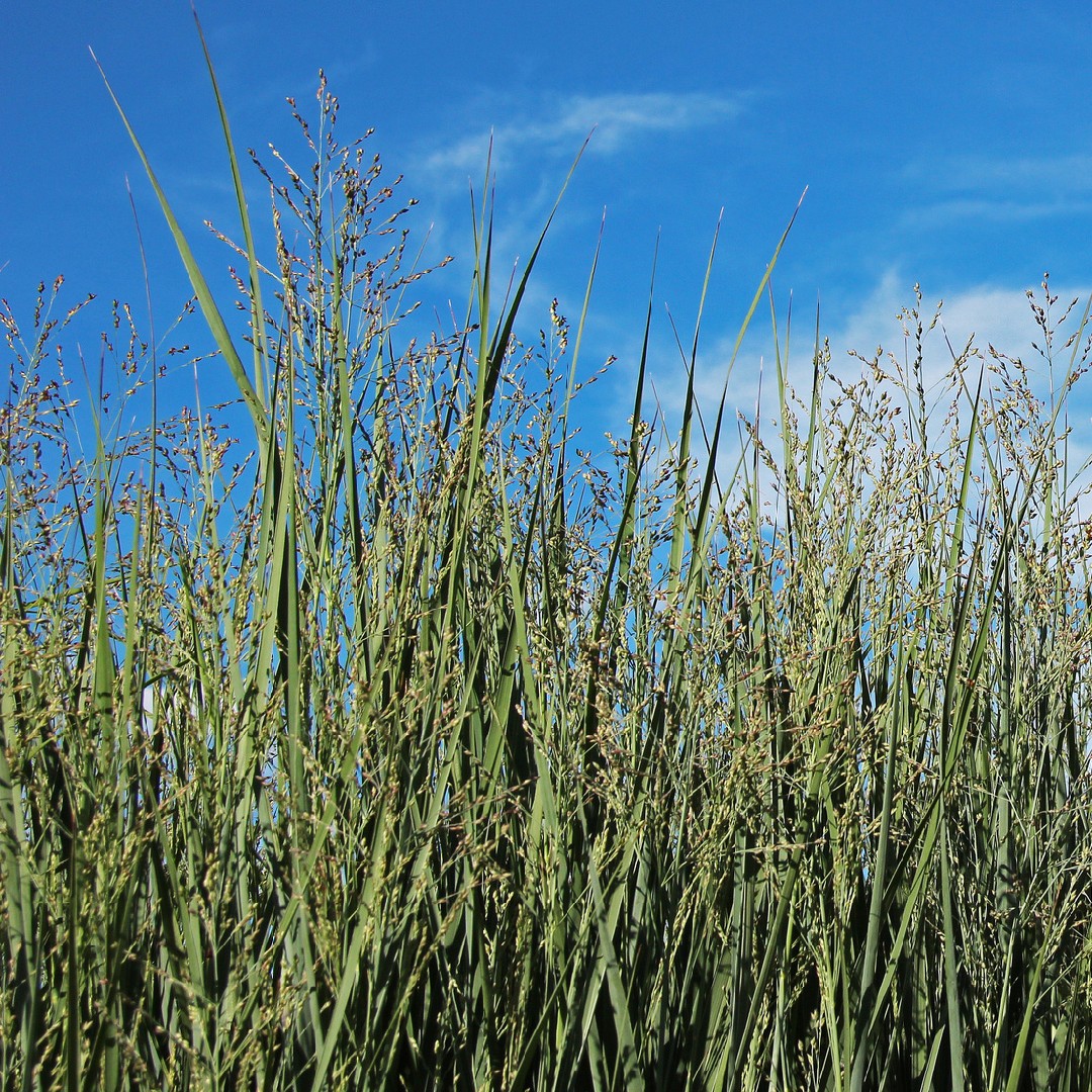 ¿El mijo perenne es anual o perenne? - PictureThis