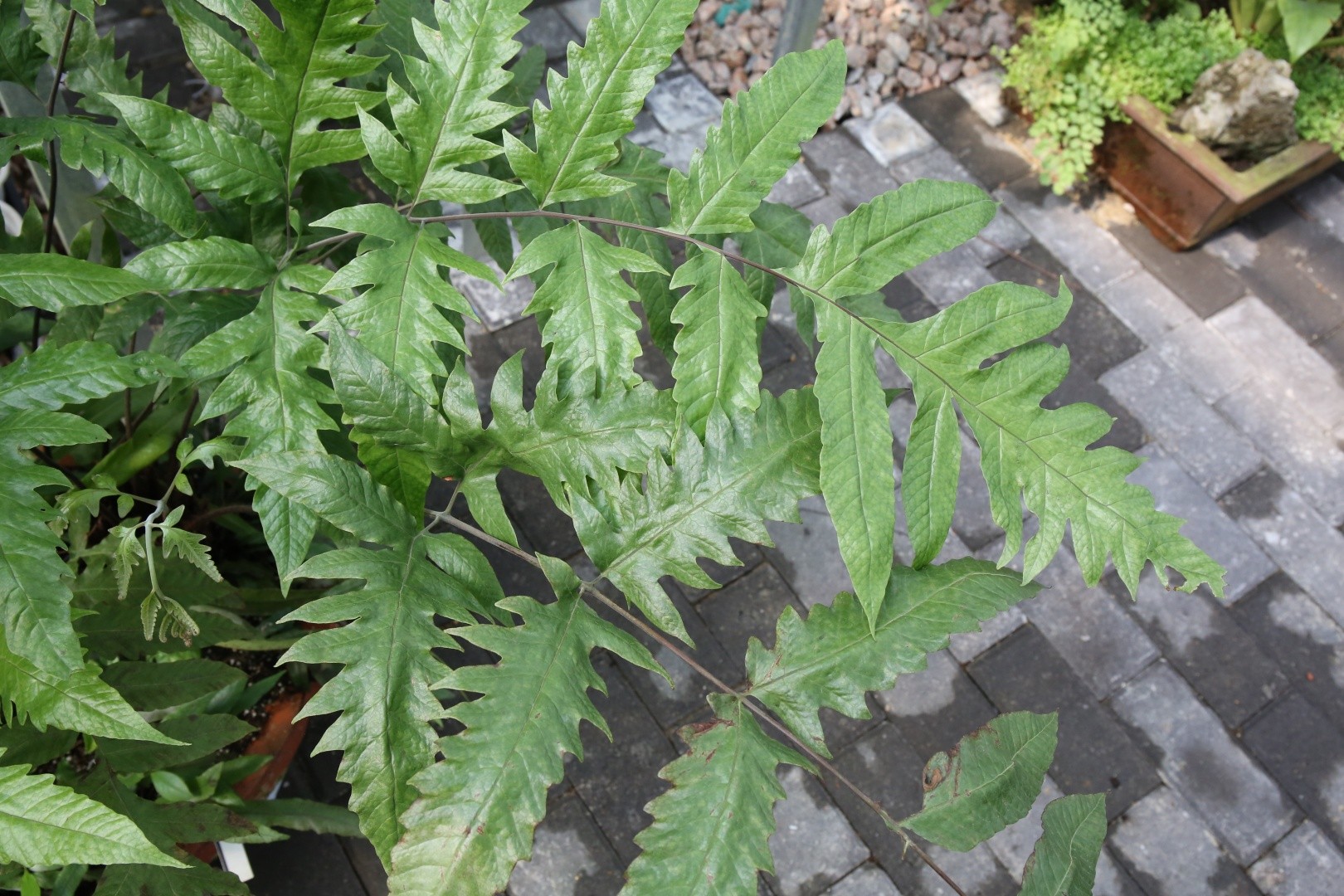 Halberd fern (Tectaria phaeocaulis) Flower, Leaf, Uses - PictureThis