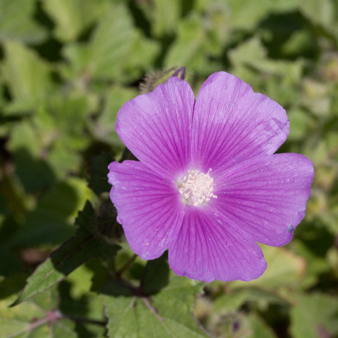 Malva cimarrona (Anoda cristata) - PictureThis