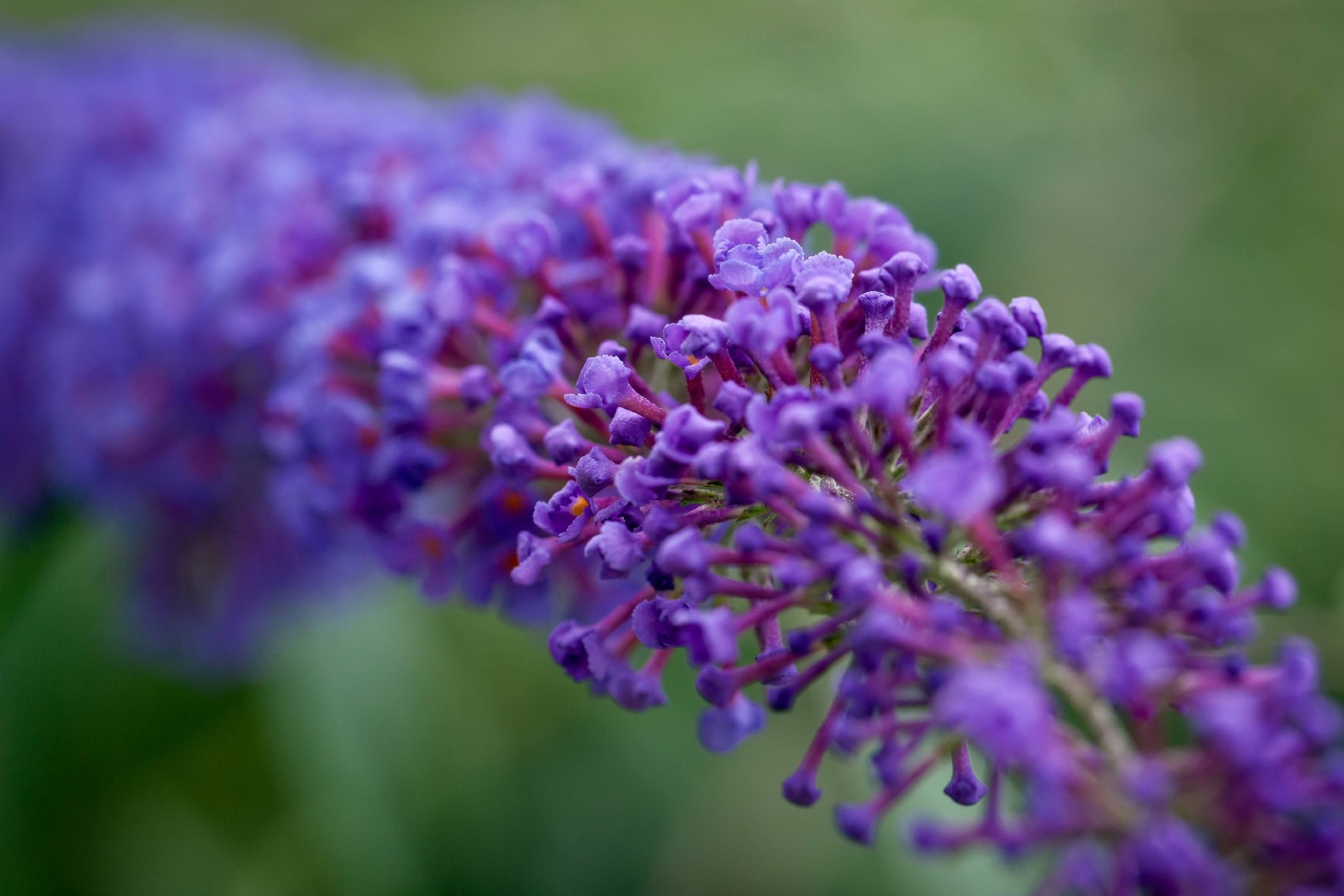 Butterfly bush 'Empire Blue' Care (Watering, Fertilize, Pruning ...