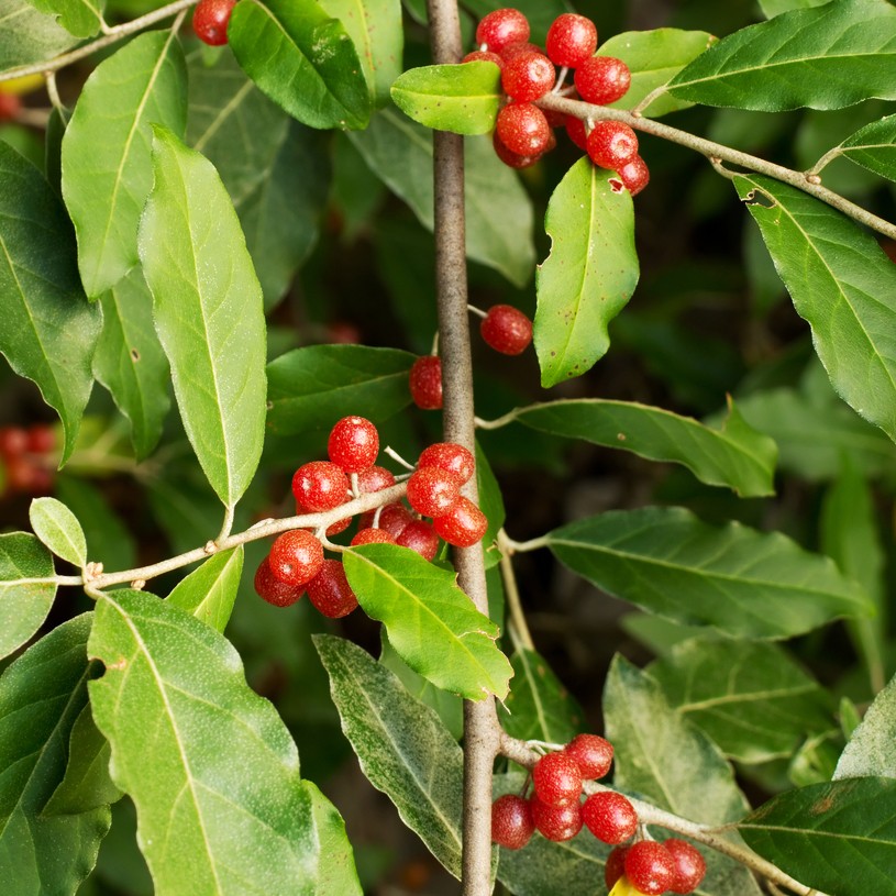Autumn olive (Elaeagnus umbellata) - PictureThis