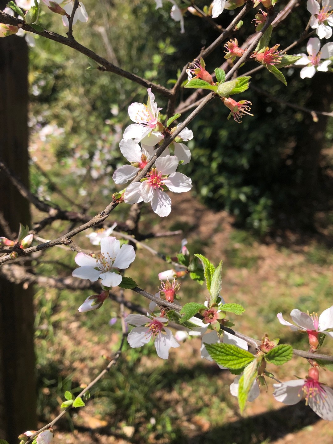 Prunus tomentosa - PictureThis