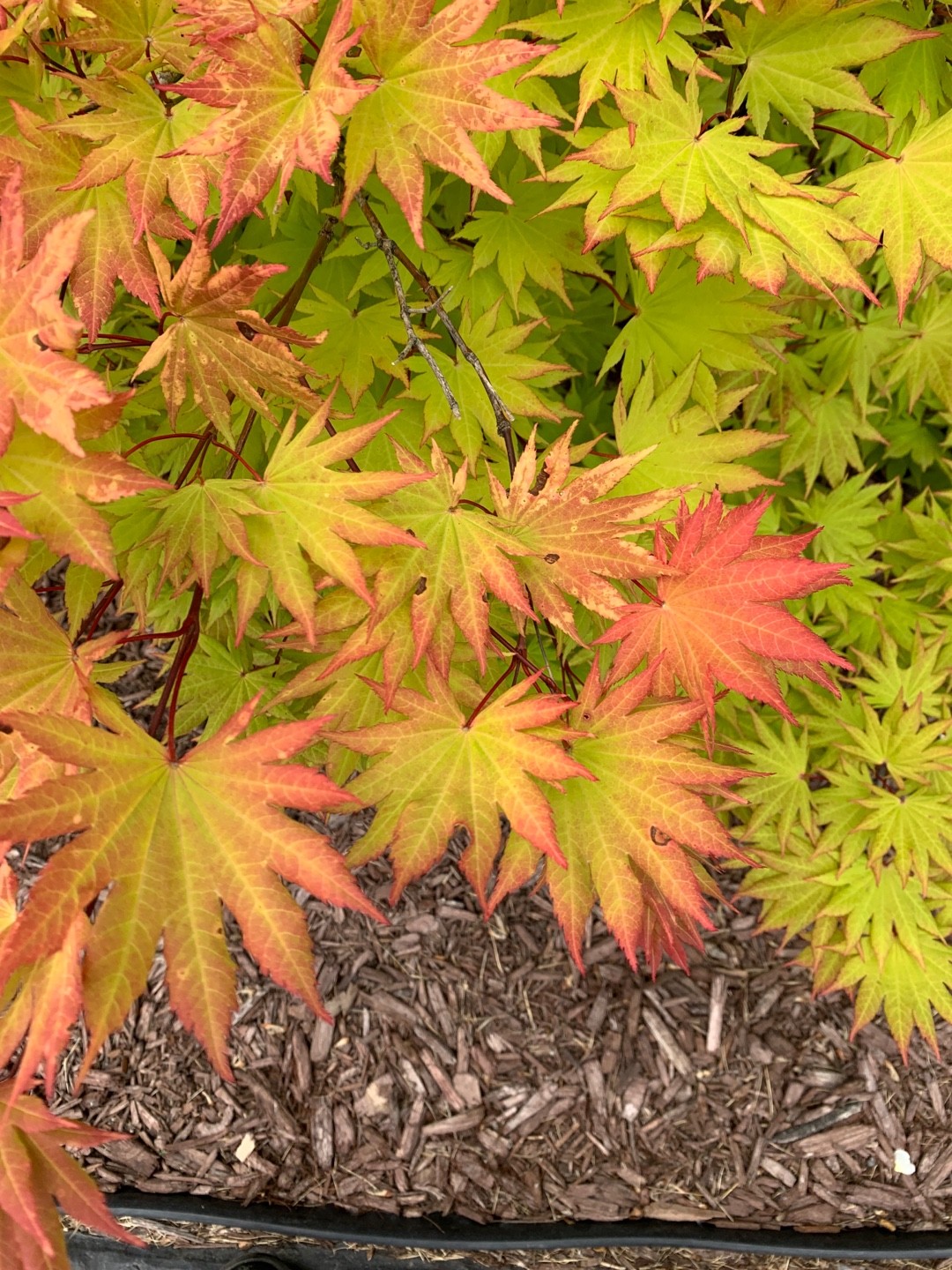 Acer shirasawanum 'Jordan' (Acer shirasawanum 'Jordan') - Picturethis