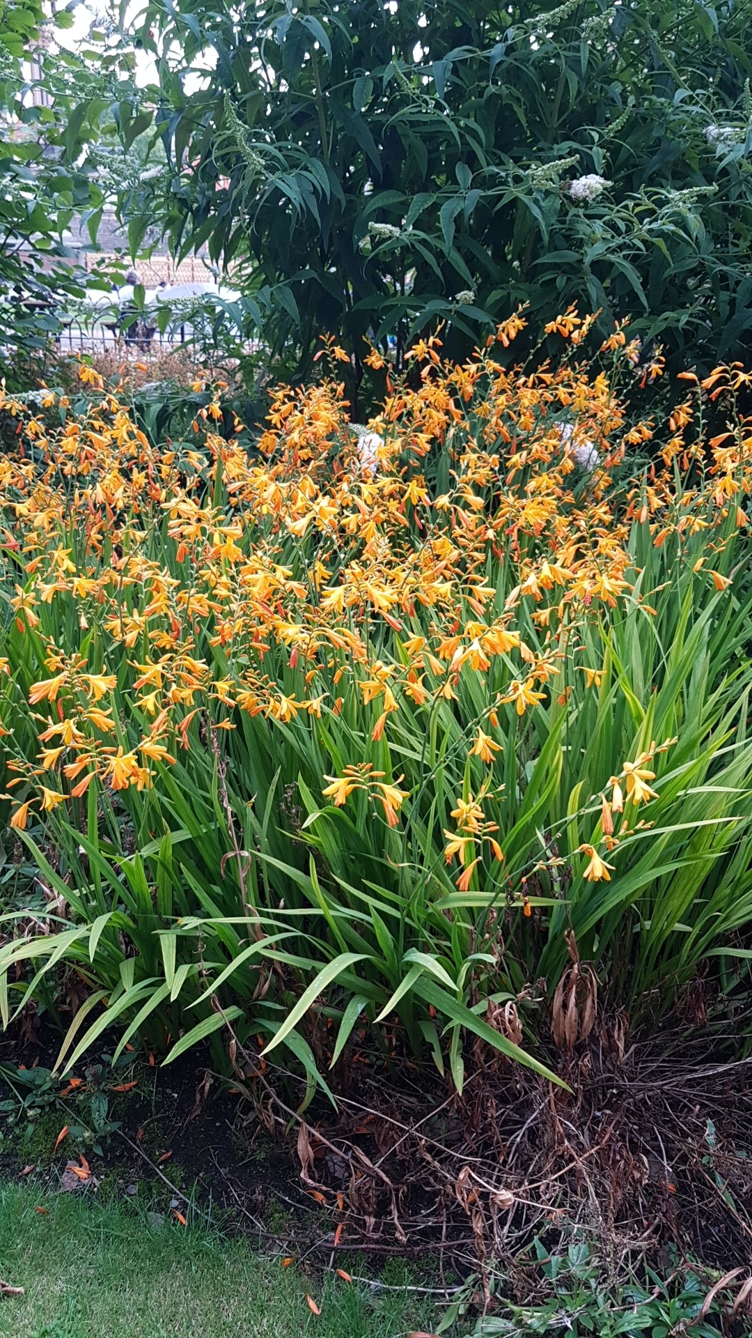 Crocosmia × crocosmiiflora 'George Davison' - PictureThis